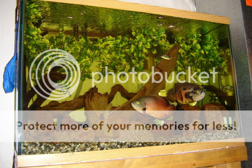 150G Oscar Tank | Cichlid Fish Forum