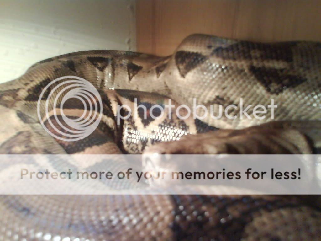 bci | Reptile Forums