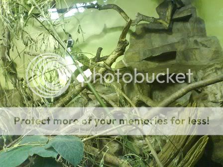 Chester Zoo | Reptile Forums