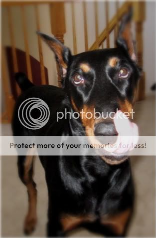 2012 Dobermantalk Calendar August Entries (Goofy Dobes) | Doberman ...