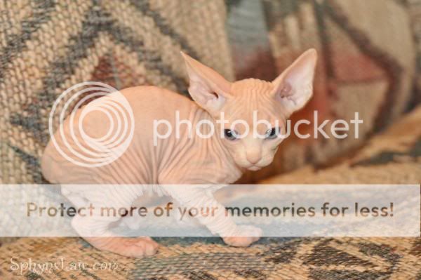 What color is my Sphynx? Red Sphynx | Sphynxlair