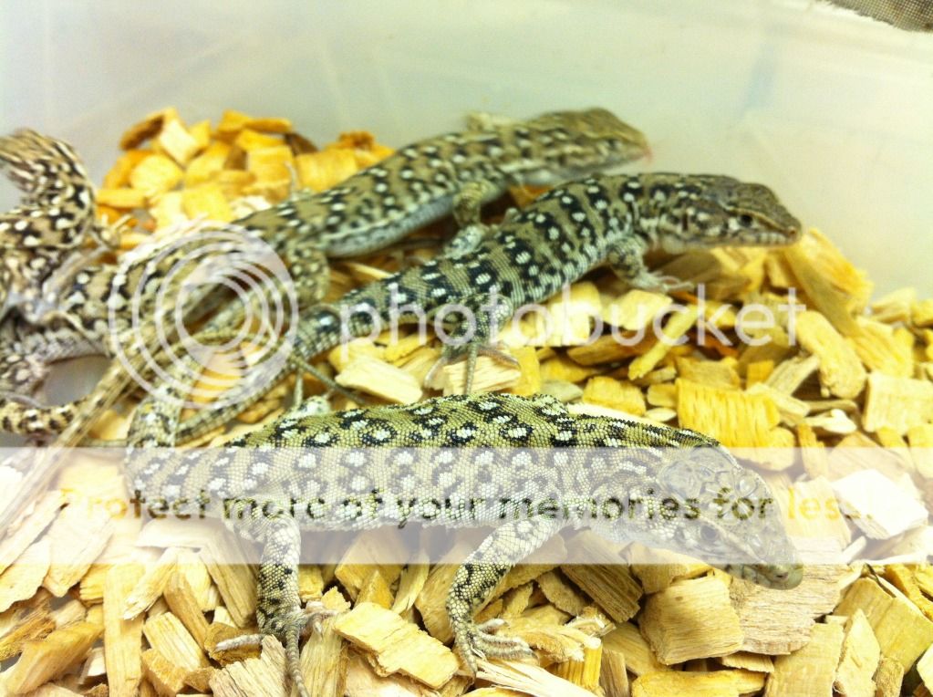 Steppe Runners | Gecko Forums