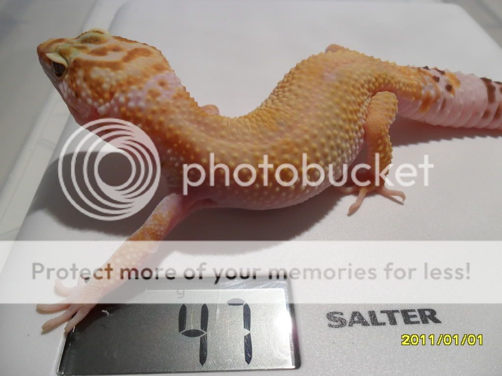 SE England - Glowing - Leopard Geckos | Reptile Forums