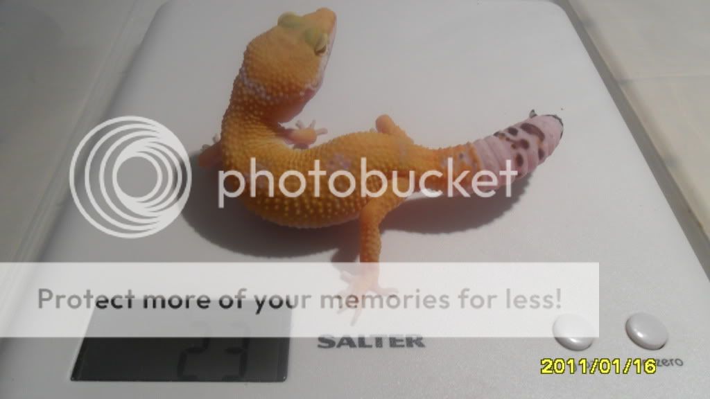 SE England - Glowing - Leopard Geckos | Reptile Forums