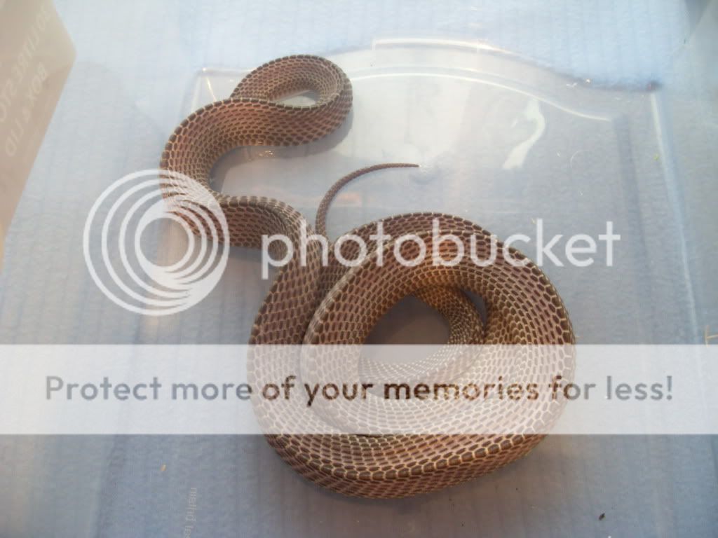 African File Snake - Reptile Forums