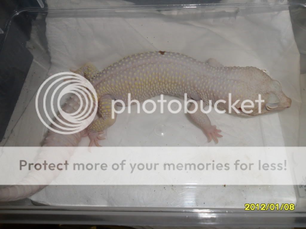 Diablo Blanco Male | Reptile Forums