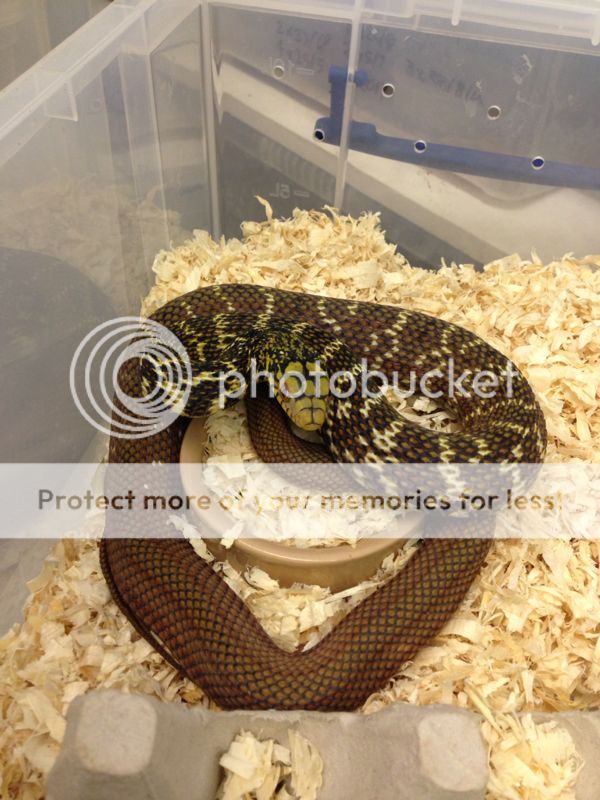 King Rat Snakes | Reptile Forums