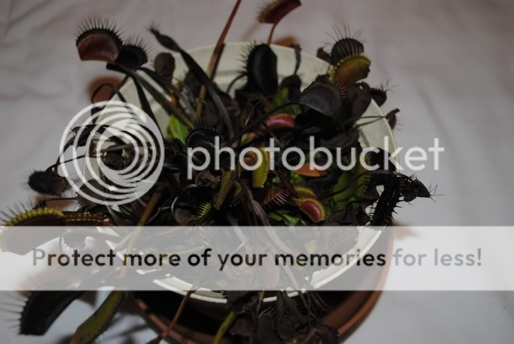 Dormancy and temo Qs - FlyTrapCare Forums